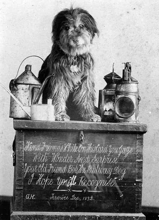 Bob the Railway Dog at Terowie, 1892 | Lionel Noble Photo Collection